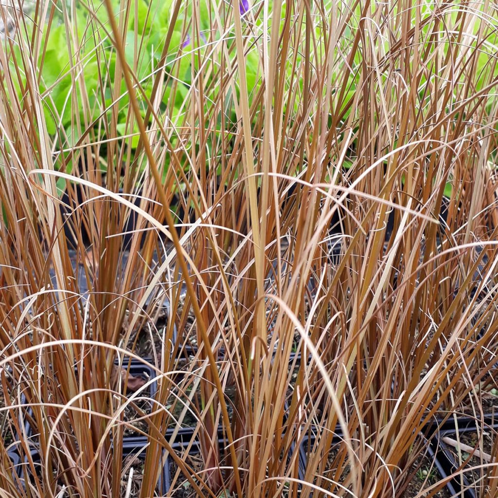 Carex buchananii 'Red Rooster' (Rode zegge) - Makkelijke Planten