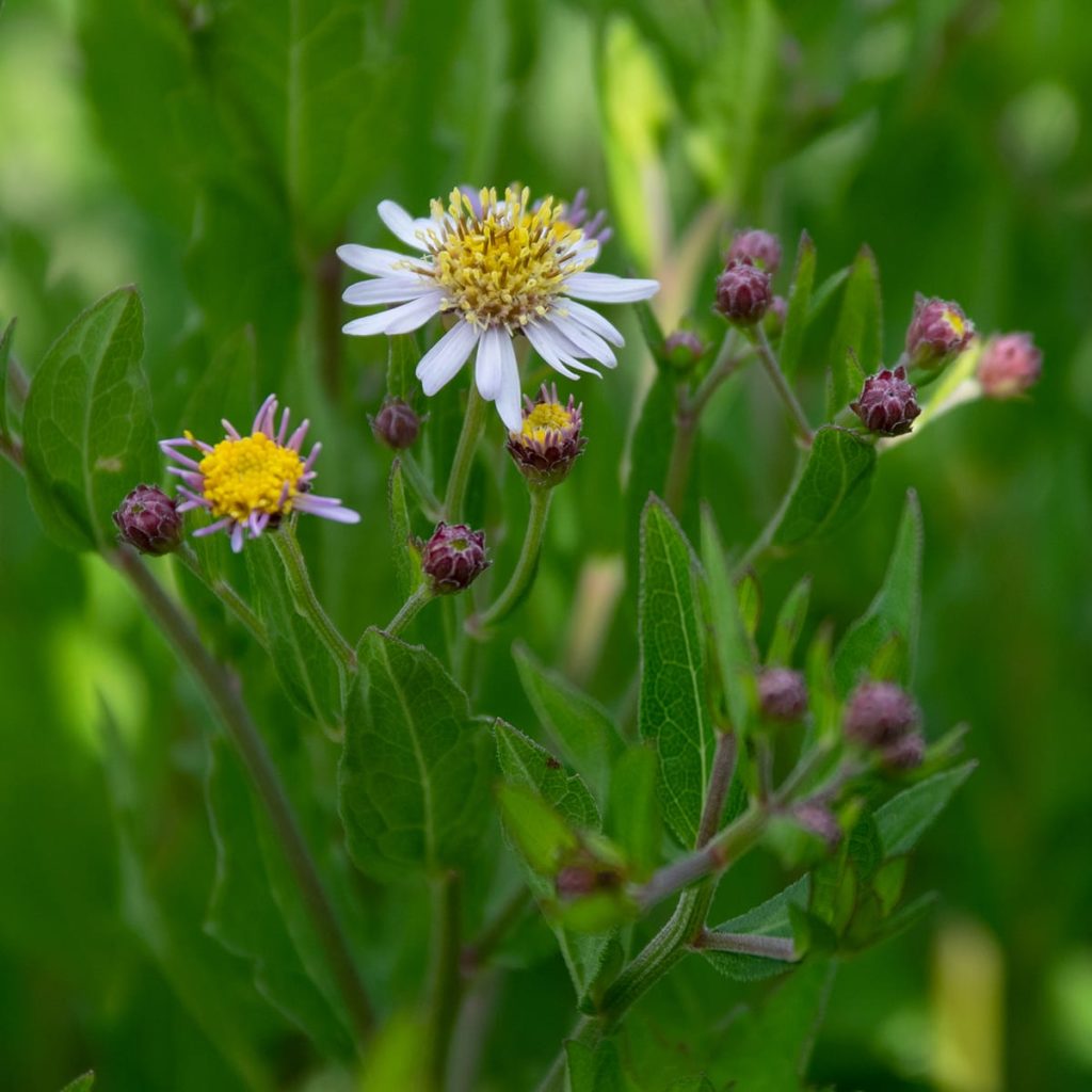 Aster ageratoides 'Asran' (Herfstaster) - Makkelijke Planten