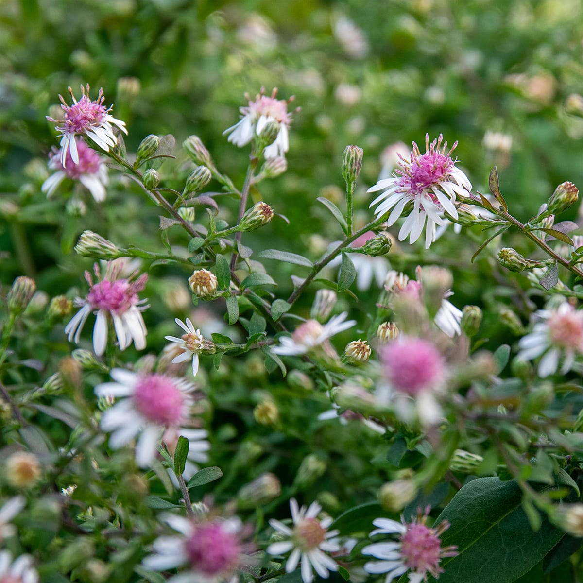 Aster lateriflorus 'Prince' (Herfstaster) - Makkelijke Planten