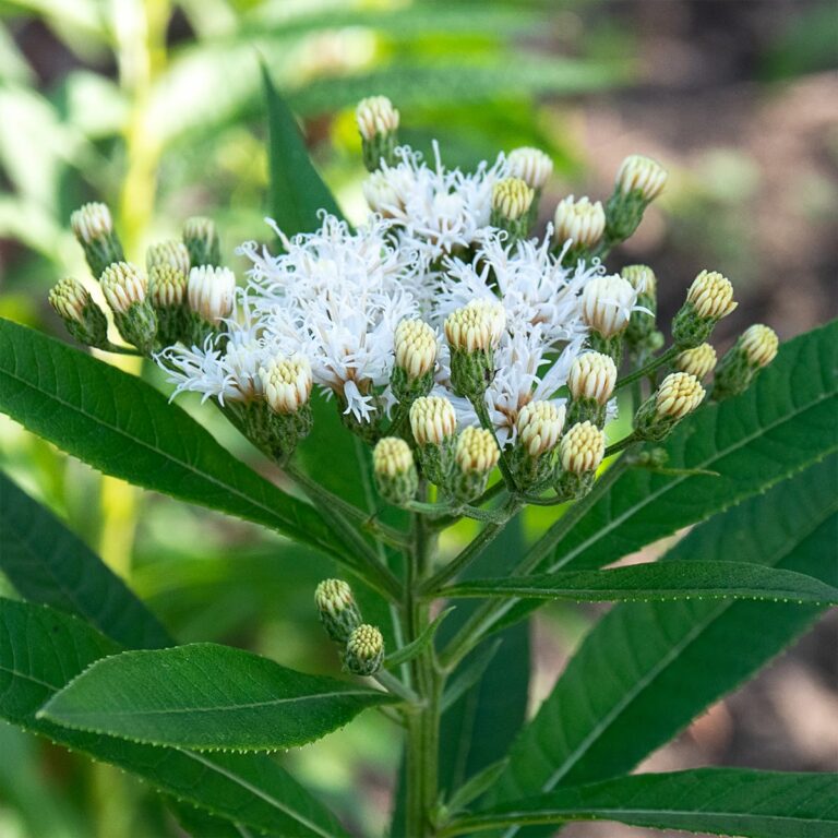 Vernonia arkansana 'Mammuth' (IJzerkruid) - Makkelijke Planten